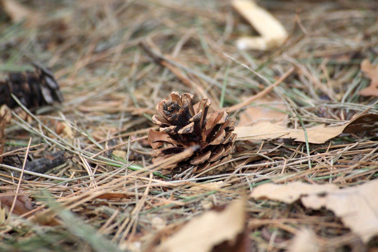 5 façons d'utiliser les aiguilles de pin - Jardin au Naturel