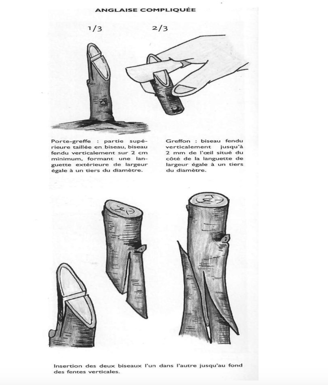 Comment greffer un pommier : le guide complet - Jardin au Naturel