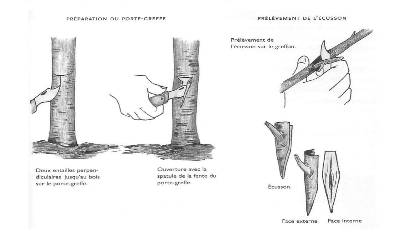 Comment greffer un pommier : le guide complet - Jardin au Naturel