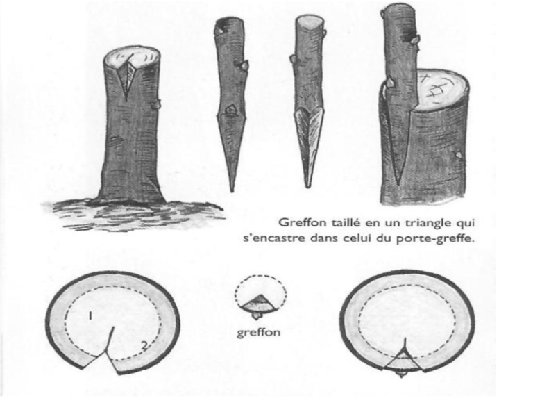 Comment greffer un pommier : le guide complet - Jardin au Naturel
