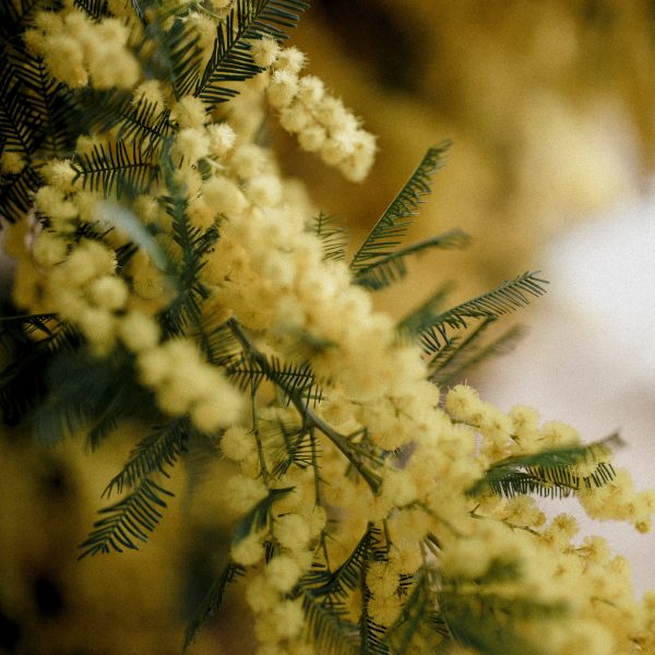 Archives des Comment cultiver et entretenir le mimosa en pot - Jardin ...