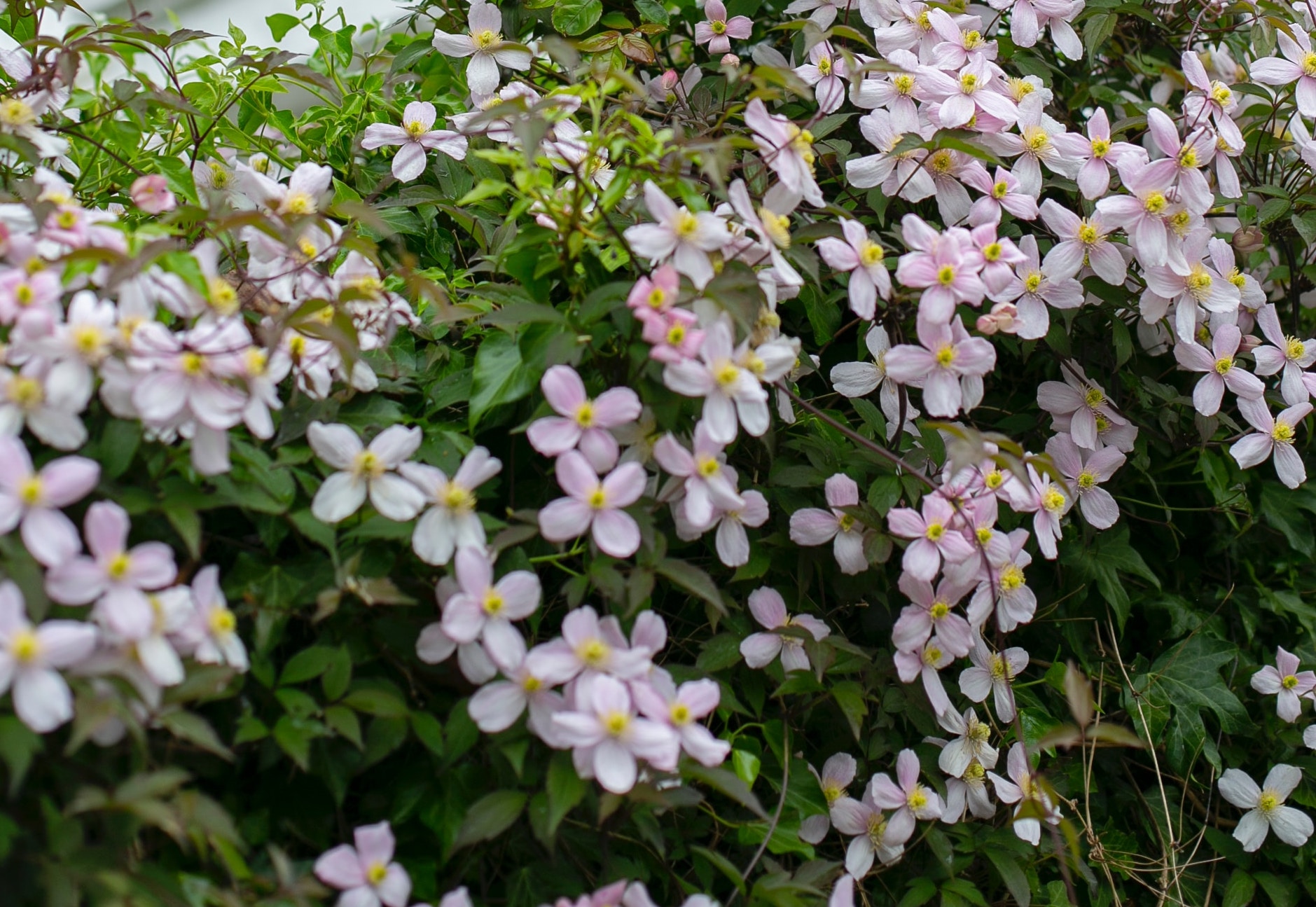 Les plantes grimpantes qui fleurissent au début du printemps - Jardin ...
