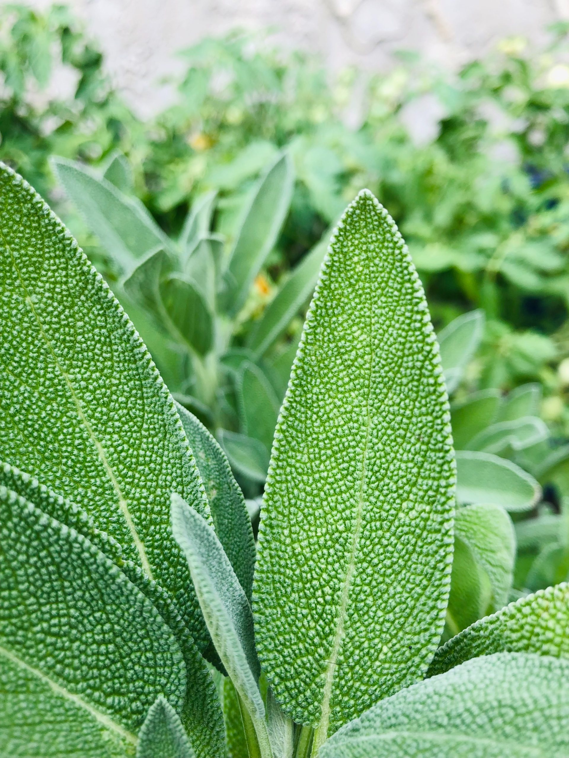 L’histoire de la sauge - Jardin au Naturel