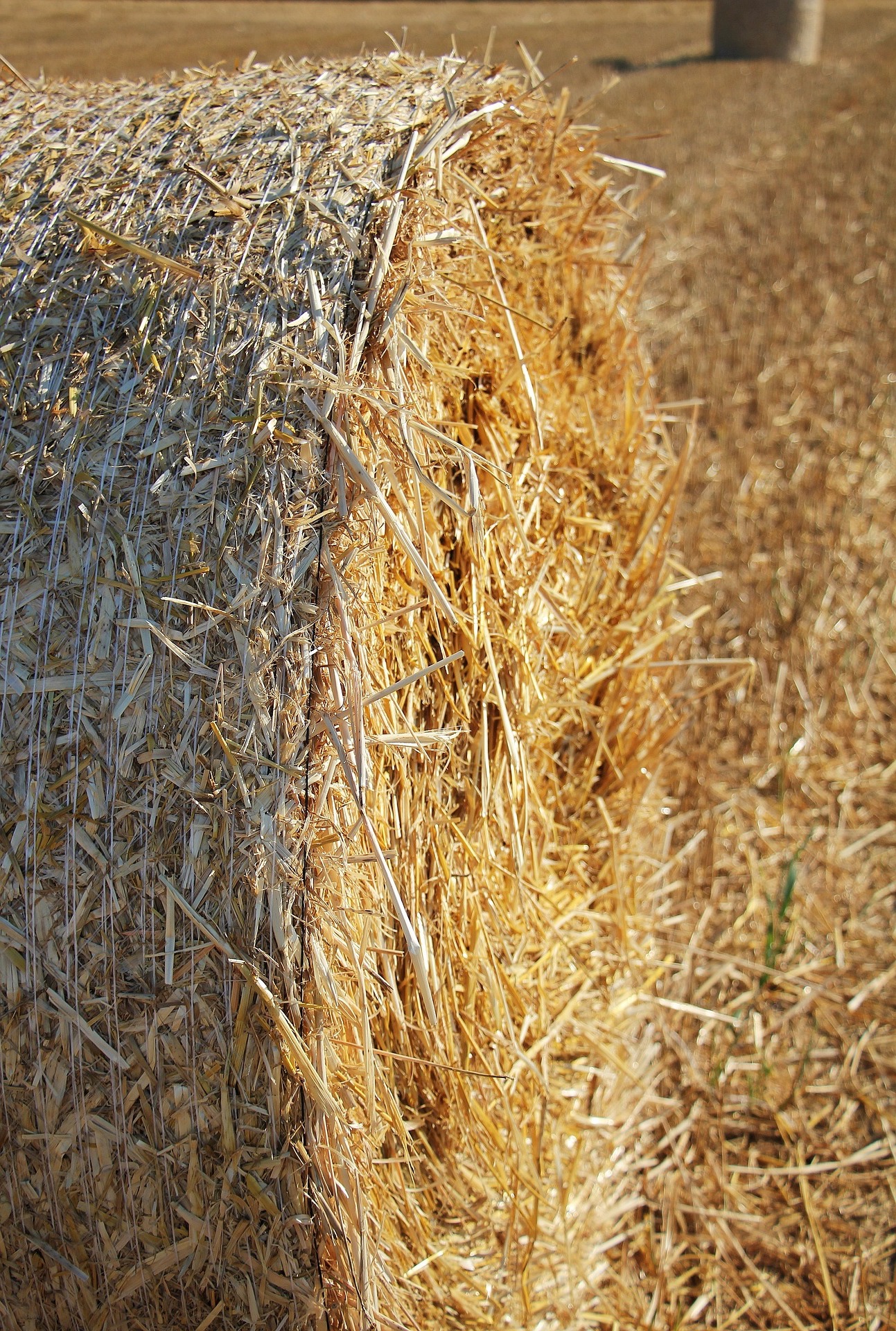 Paille au jardin : avantages et conseils - Jardin au Naturel