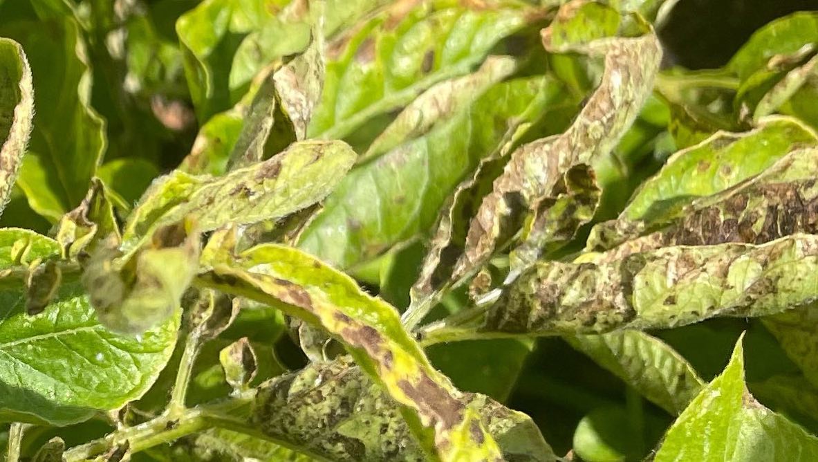 Mildiou et pommes de terre: que faire ? - Jardin au Naturel