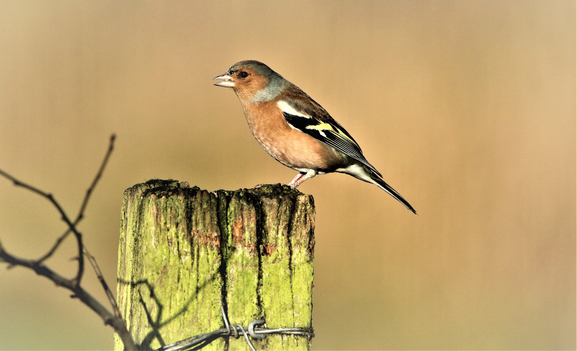 Le Pinson des arbres : un oiseau à protéger - Jardin au Naturel