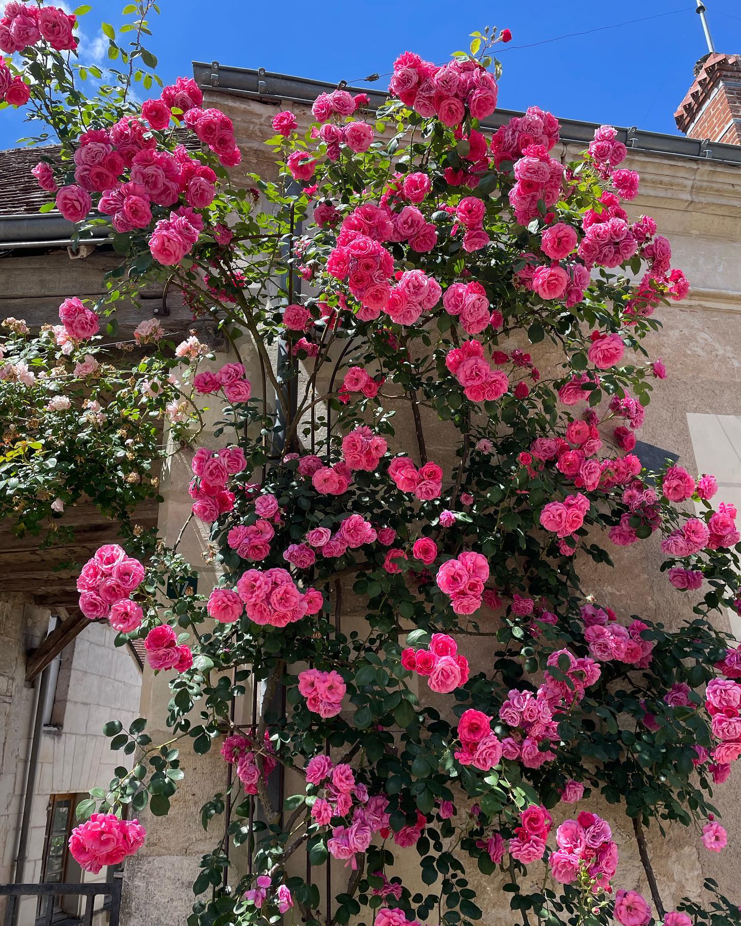 Le village de roses à Chédigny: une merveille botanique - Jardin au Naturel