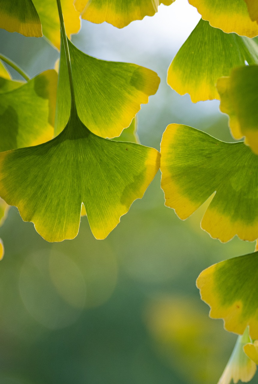 5 grands conifères, pour un jardin de caractère - Jardin au Naturel