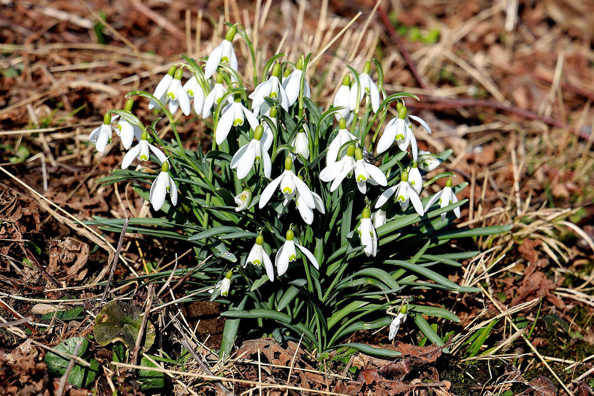 Tout savoir sur les perce-neige - Jardin au Naturel