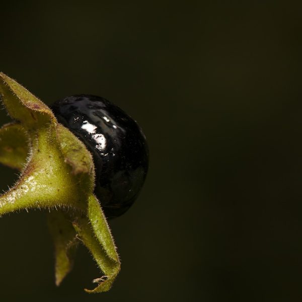 Les plantes les plus résistantes aux chevreuils - Jardin au Naturel