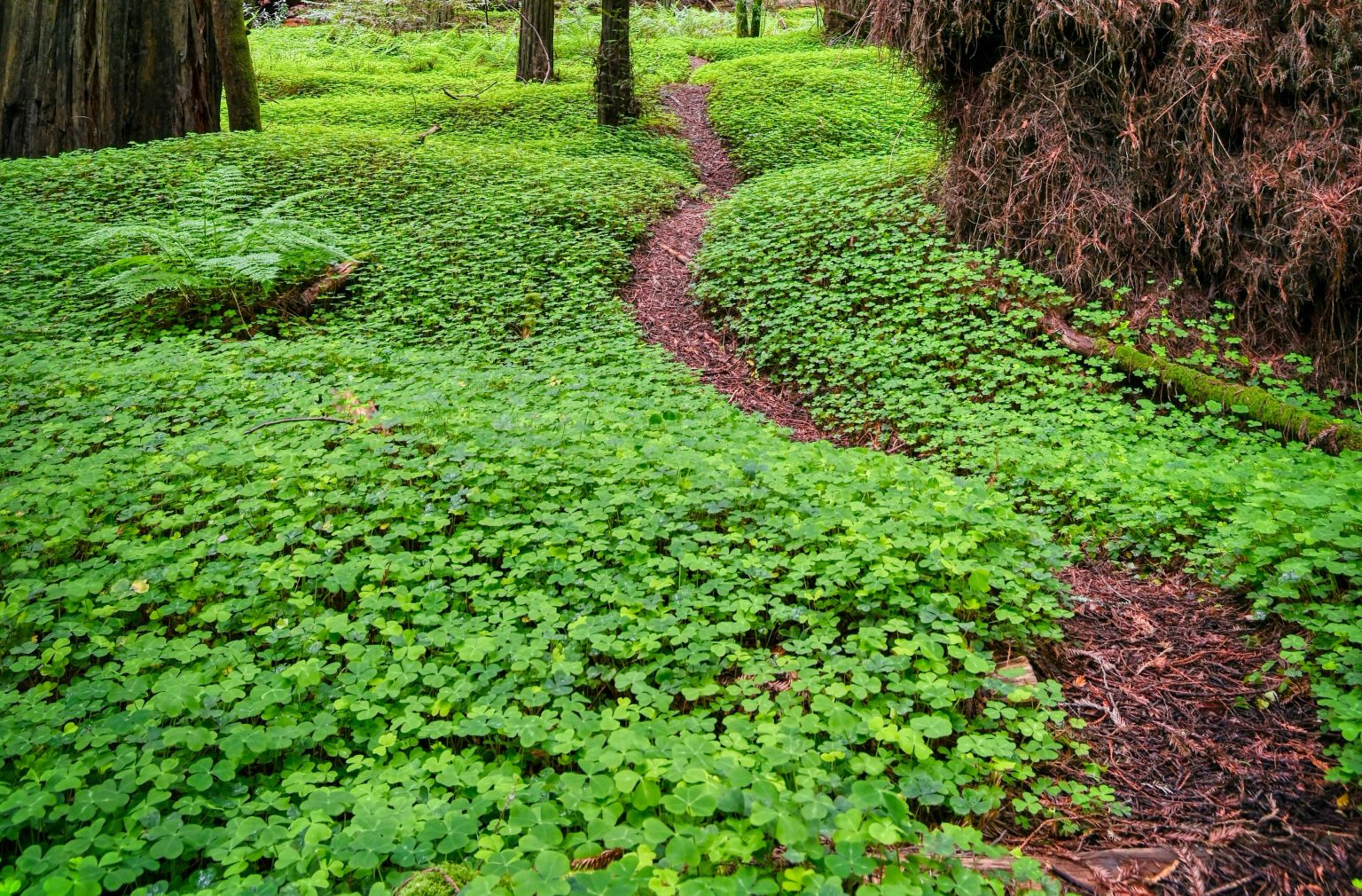 Le micro-trèfle : une alternative écologique pour la pelouse - Jardin ...