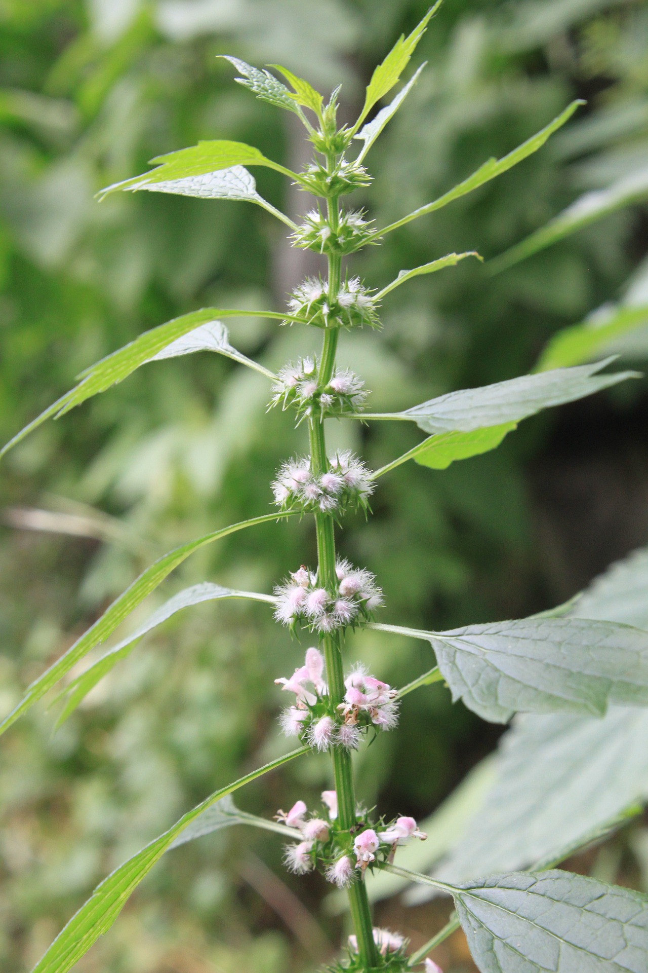 Leonurus: propriétés médicinales et applications - Jardin au Naturel