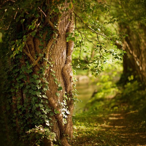 Comment greffer un pommier : le guide complet - Jardin au Naturel