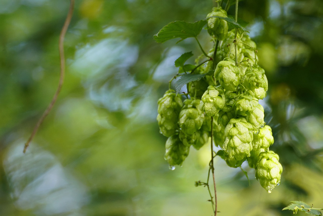 Les plantes médicinales pour le sommeil - Jardin au Naturel