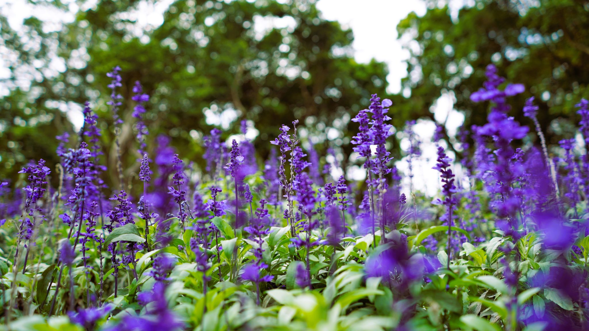 Les plus belles fleurs violettes du jardin - Jardin au Naturel