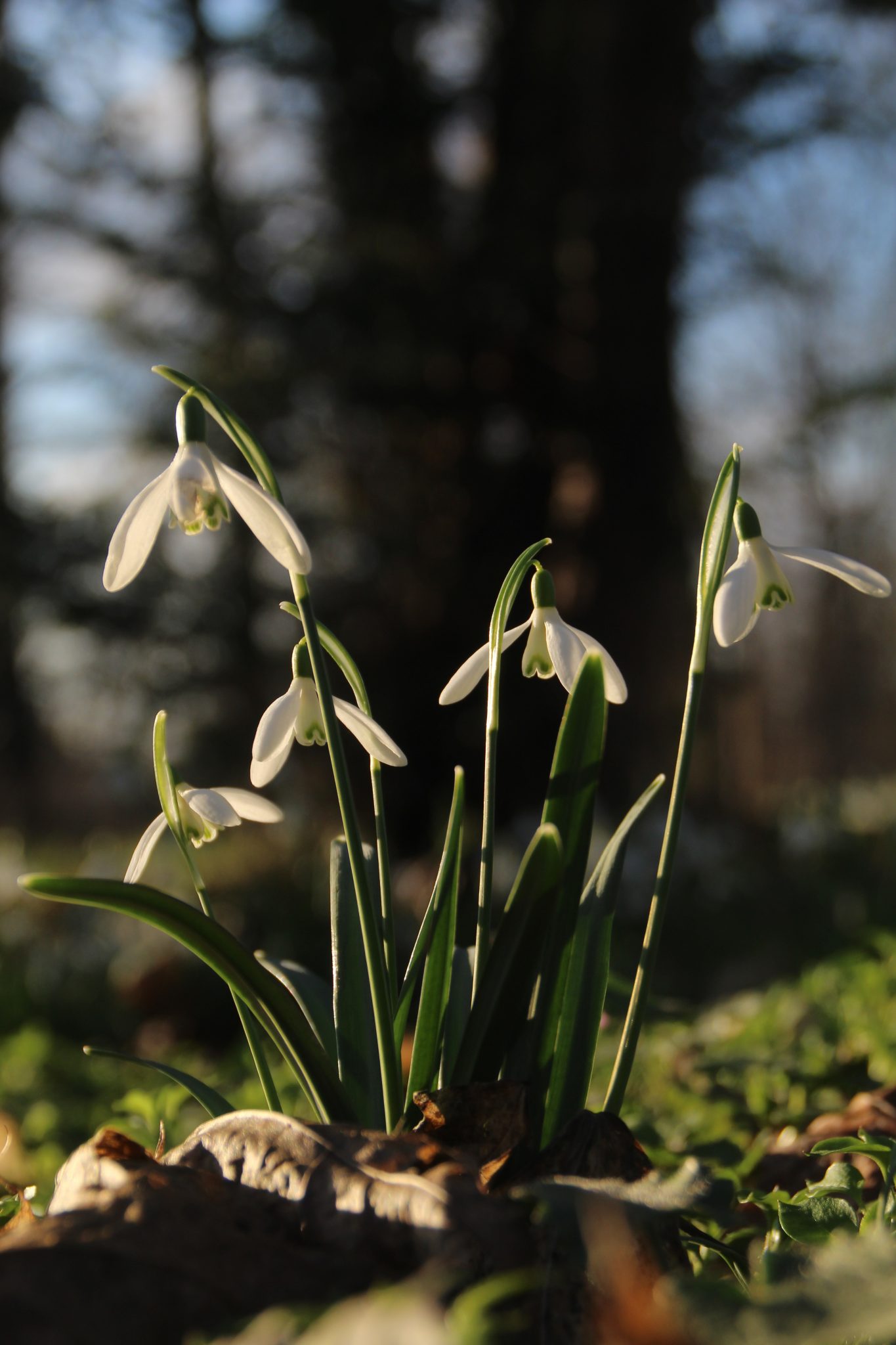 Tout savoir sur les perce-neige - Jardin au Naturel