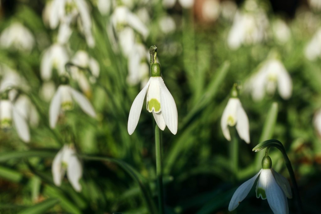 Tout savoir sur les perce-neige - Jardin au Naturel