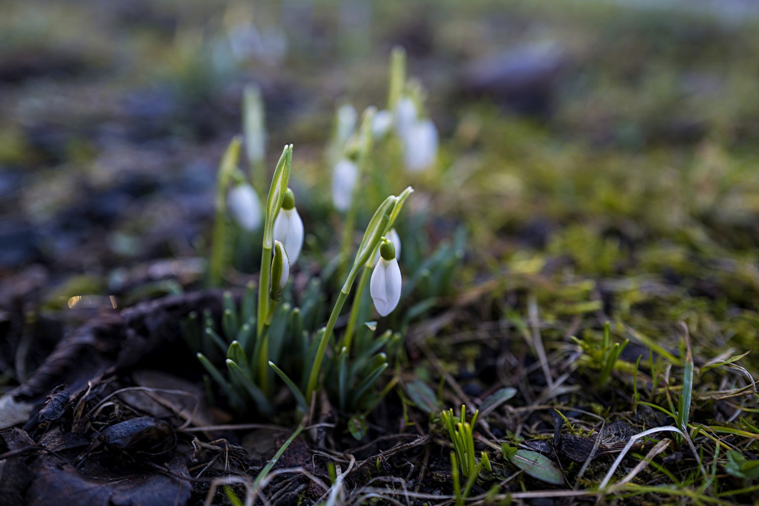 Tout savoir sur les perce-neige - Jardin au Naturel