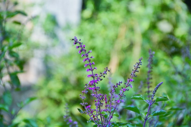 Basilic Sacré (Tulsi) : bienfaits et propriétés - Jardin au Naturel