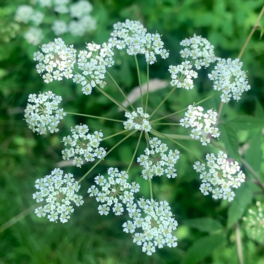 Ciguë, une plante toxique mortelle - Jardin au Naturel