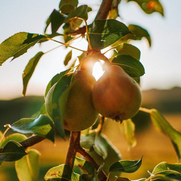 Comment greffer un pommier : le guide complet - Jardin au Naturel