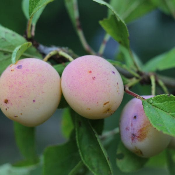 L'usnée, une plante médicinale puissante - Jardin au Naturel
