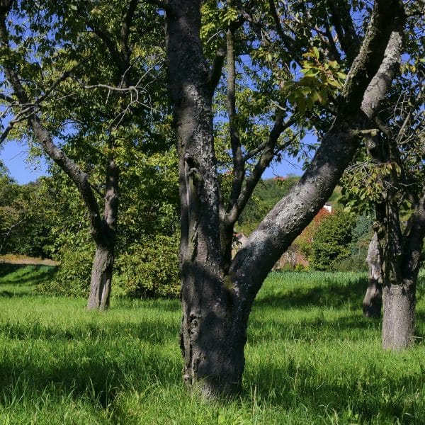 Comment greffer un pommier : le guide complet - Jardin au Naturel