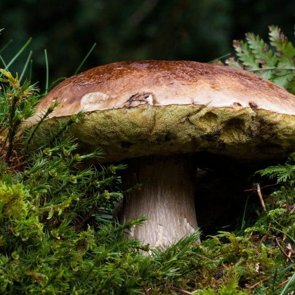 7 erreurs à éviter dans la culture de l'ail - Jardin au Naturel