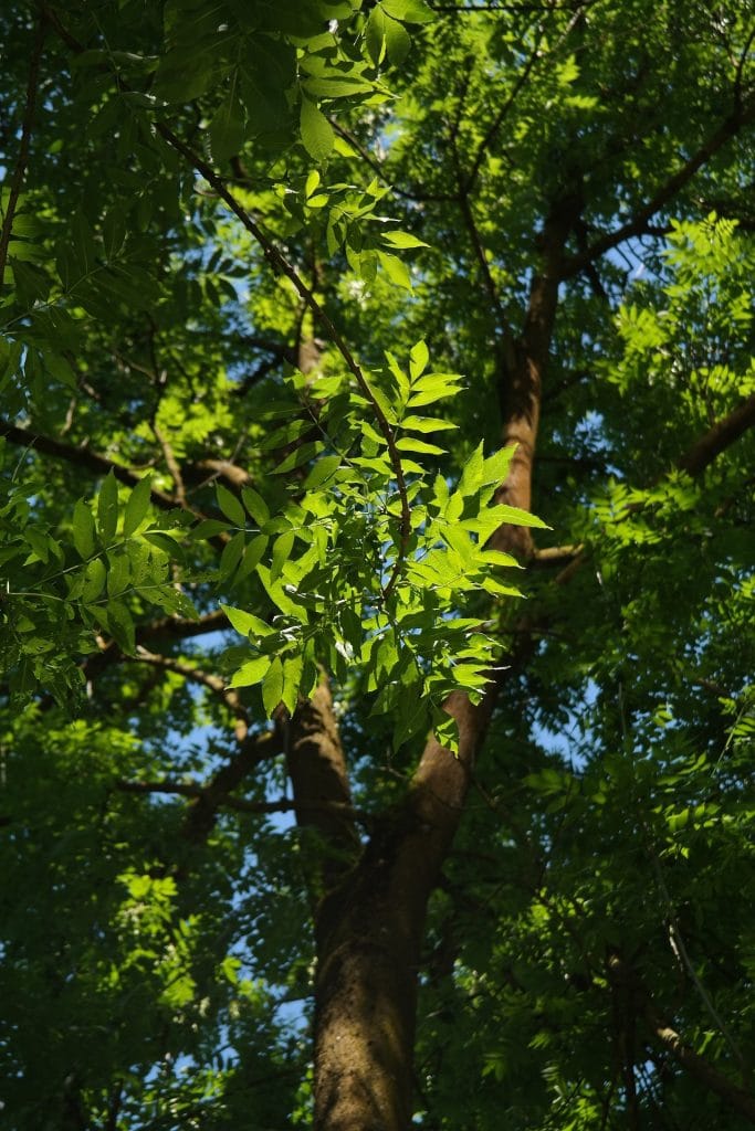 Le frêne élevé : un arbre aux multiples vertus - Jardin au Naturel