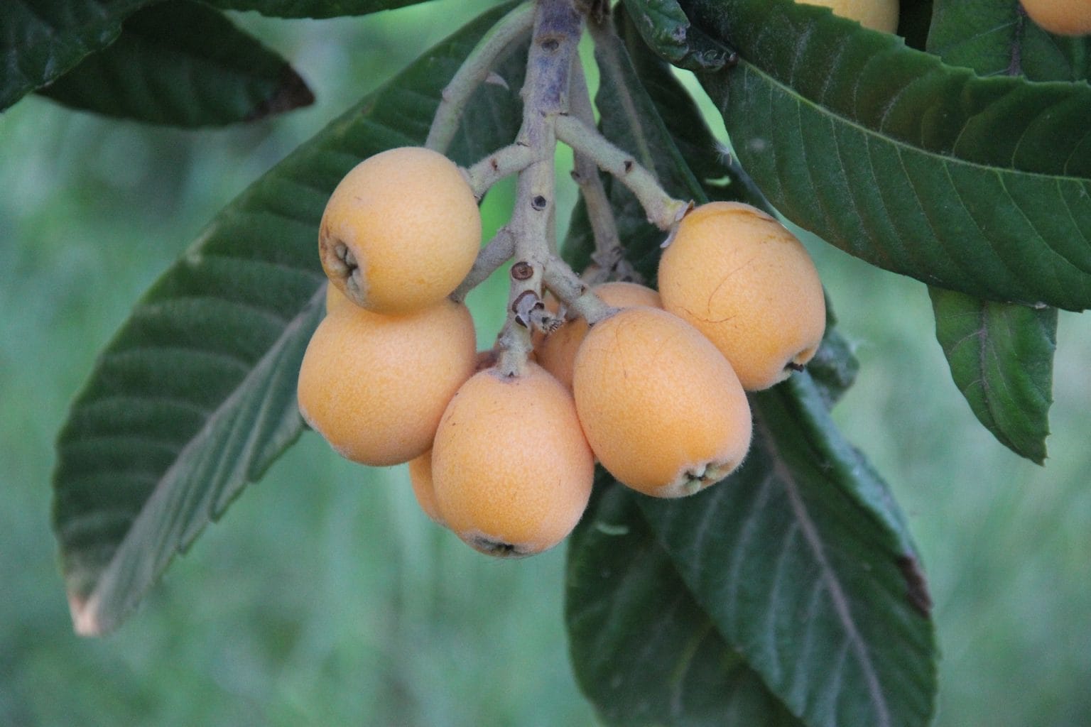 Le neflier commun : un arbuste qui fait des fruits en hiver - Jardin au ...