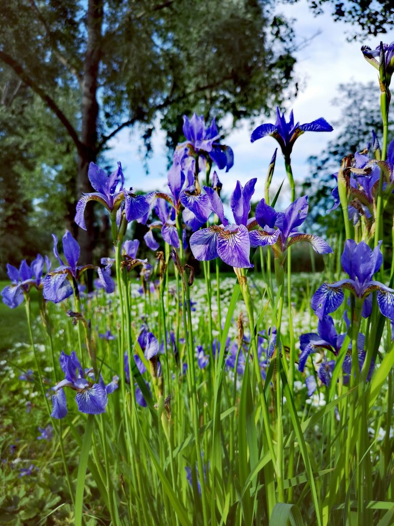 Ce que vous devez savoir pour cultiver l'iris de Hollande - Jardin au ...